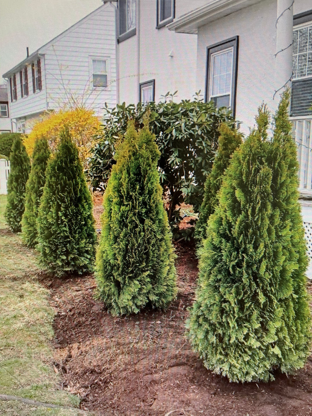 CT TREES – CONNECTICUT TREES