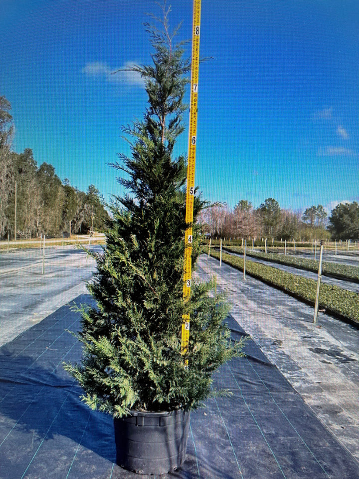 CT TREES – CONNECTICUT TREES