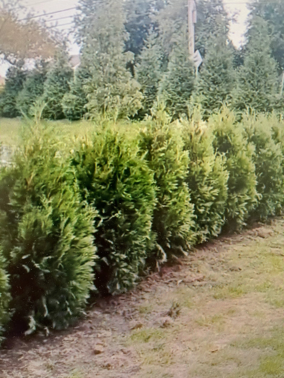 CT TREES – CONNECTICUT TREES